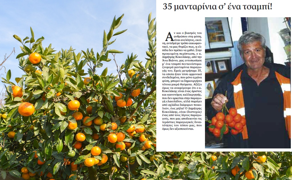 2014: 35 μανταρίνια σ’ ένα τσαμπί! - Viannitika.gr