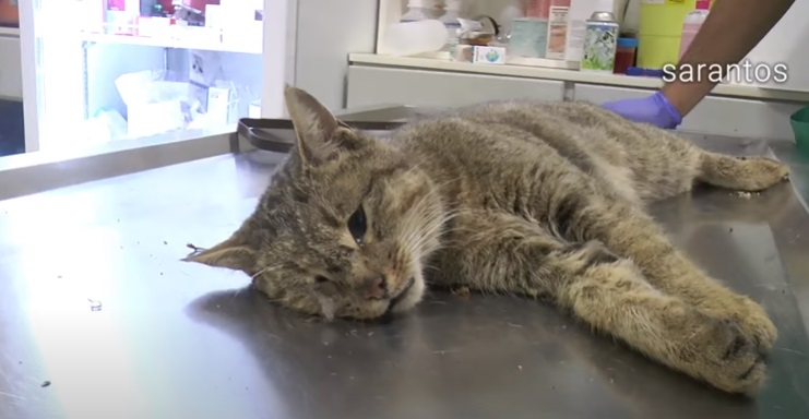 Ο αγριόγατος της Κρήτης - Viannitika.gr